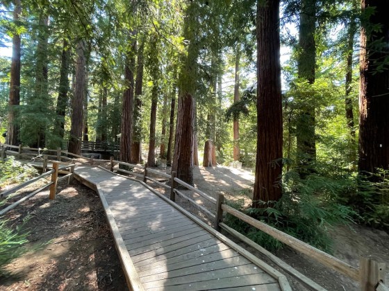 Redwood Grove Nature Preserve: reserva natural na Califórnia - Viajonários