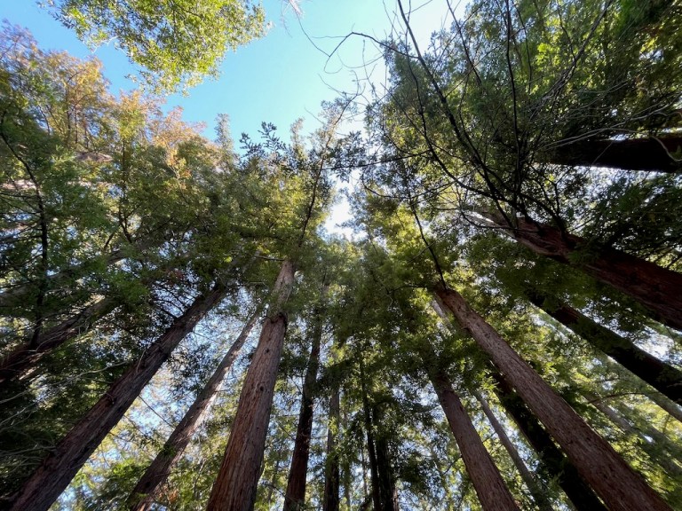 Redwood Grove Nature Preserve: reserva natural na Califórnia - Viajonários