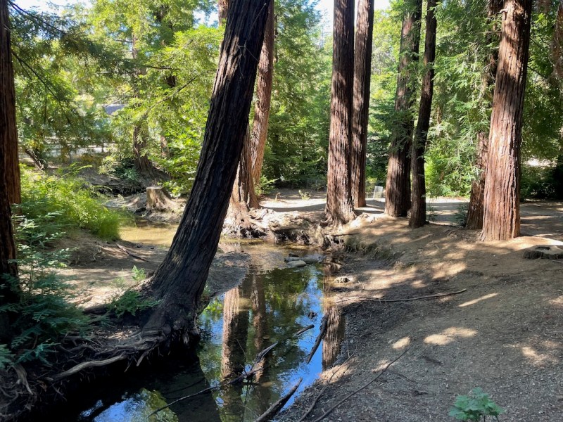 Redwood Grove Nature Preserve: reserva natural na Califórnia - Viajonários